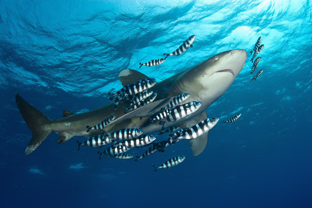 Elphinstone Reef Shark Dive - Scuba Dive Sea
