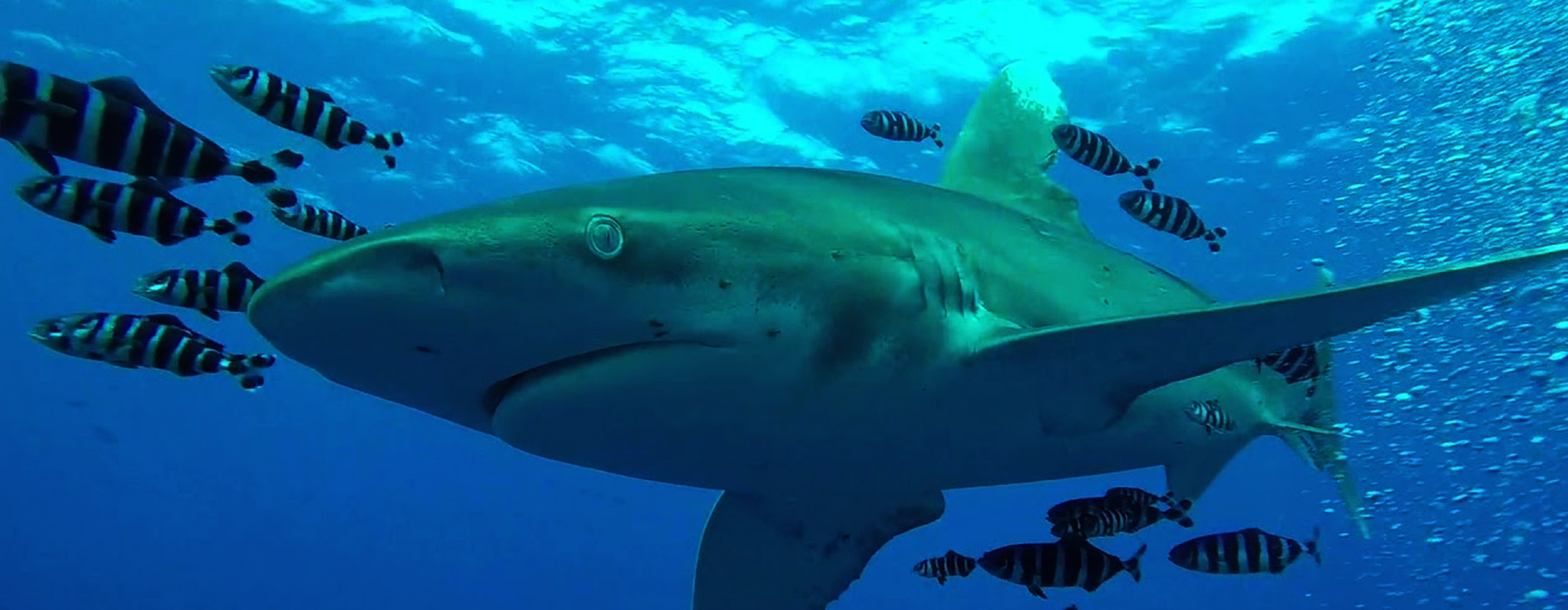 Elphinstone Reef Shark Dive - Scuba Dive Sea