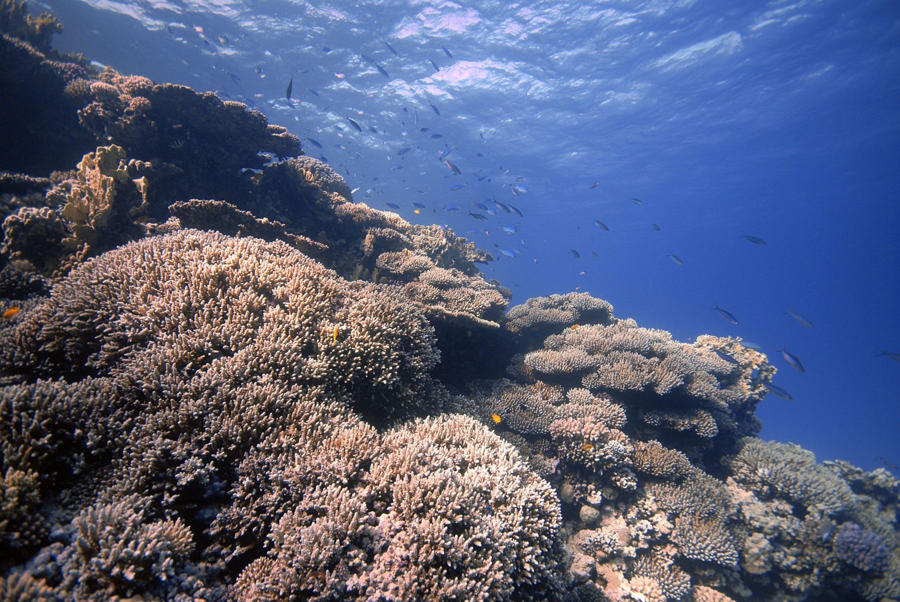 Um Halhalla Tower Reef - Scuba Dive Sea