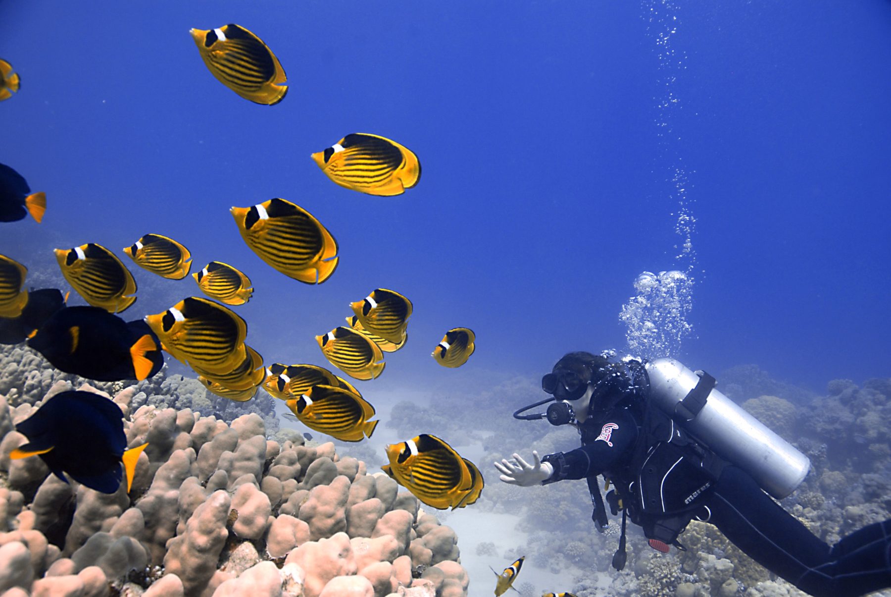 Um Halhalla Tower Reef - Scuba Dive Sea